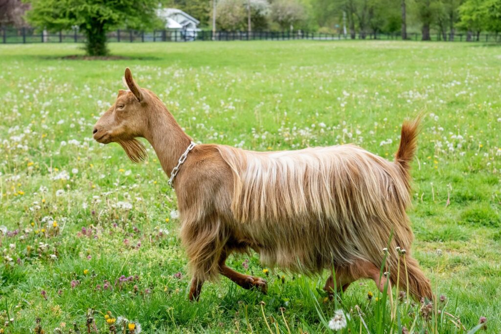 Goat Registry Q&A with the ADGA - Goat Journal